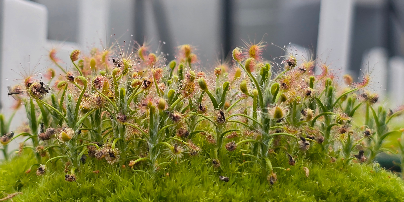 Drosera - Pygmy Sundews - Growing Instructions – Shop Of Little Horrors