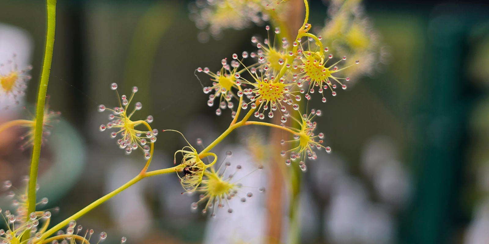 Drosera - Tuberous Sundews - Growing Instructions – Shop Of Little Horrors