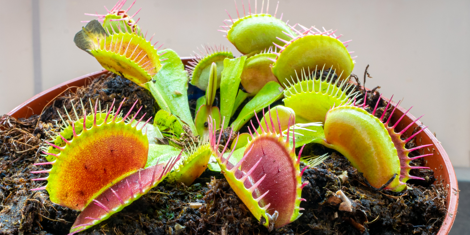 Venus Fly Traps (Dionaea muscipula) Growing Instructions – Shop Of ...