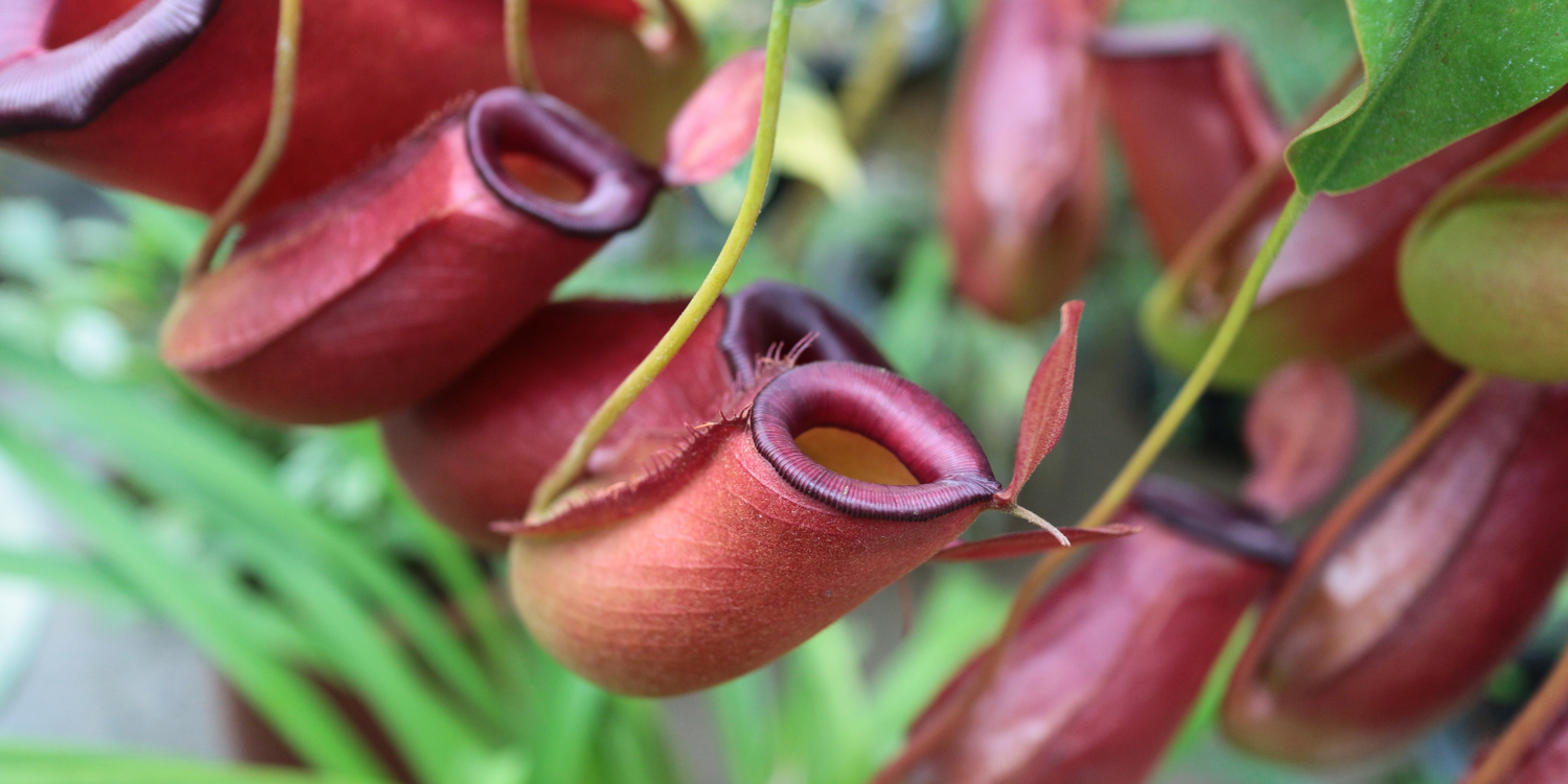 Intermediate Tropical Pitcher Plants – Shop Of Little Horrors