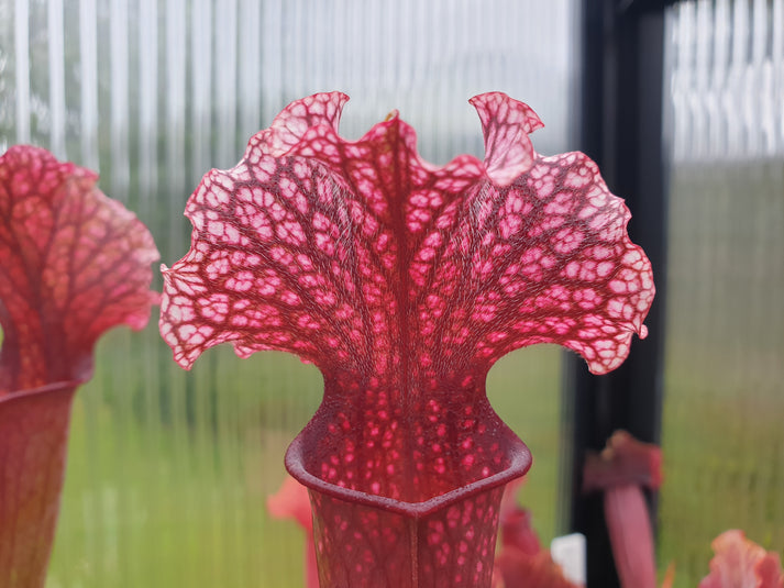 SEED - Sarracenia 'Judith Hindle' - American Pitcher Plant - 7 Per Pac ...