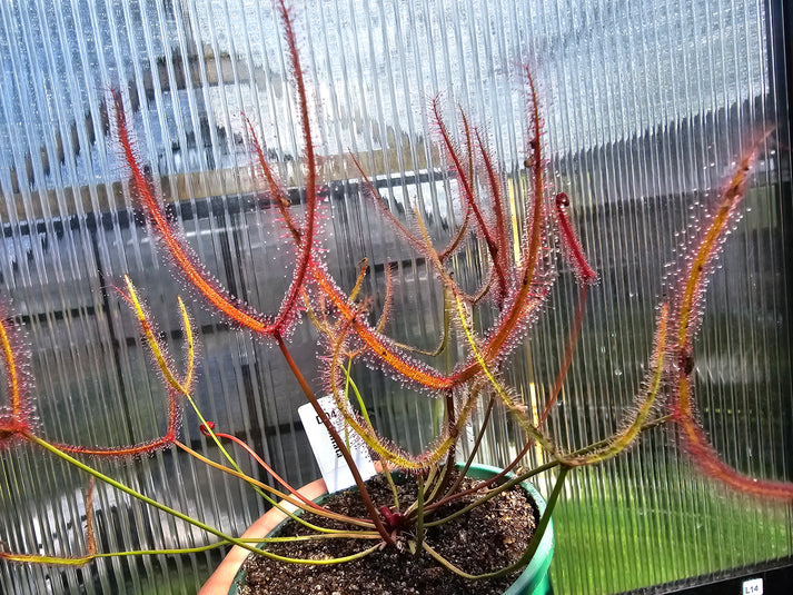 SEED - Drosera binata - Forked Sundew - 40+ Per Packet – Shop Of Little ...