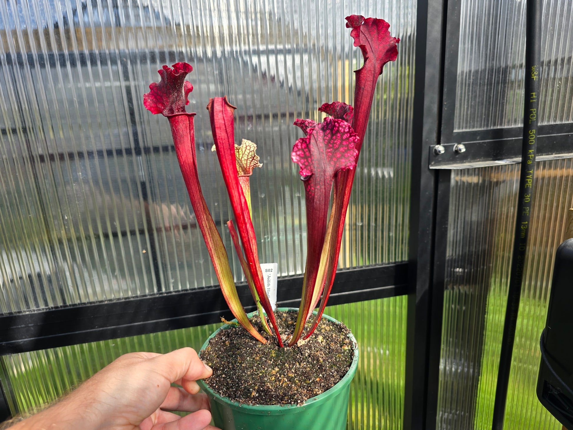 Sarracenia 'Judith Hindle' - American Pitcher Plant – Shop Of Little ...