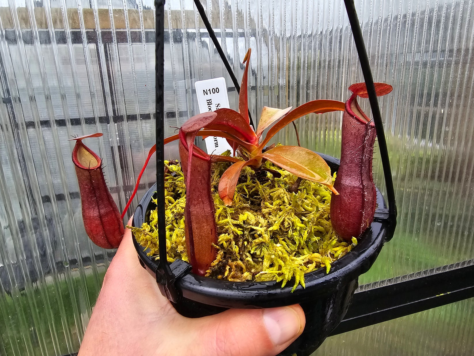 Nepenthes sanguinea 'Blood Red Form' - Intermediate Tropical Pitcher P ...