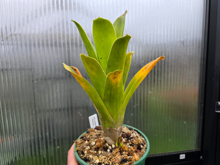 Brocchinia And Catopsis - Carnivorous Bromeliads – Shop Of Little Horrors