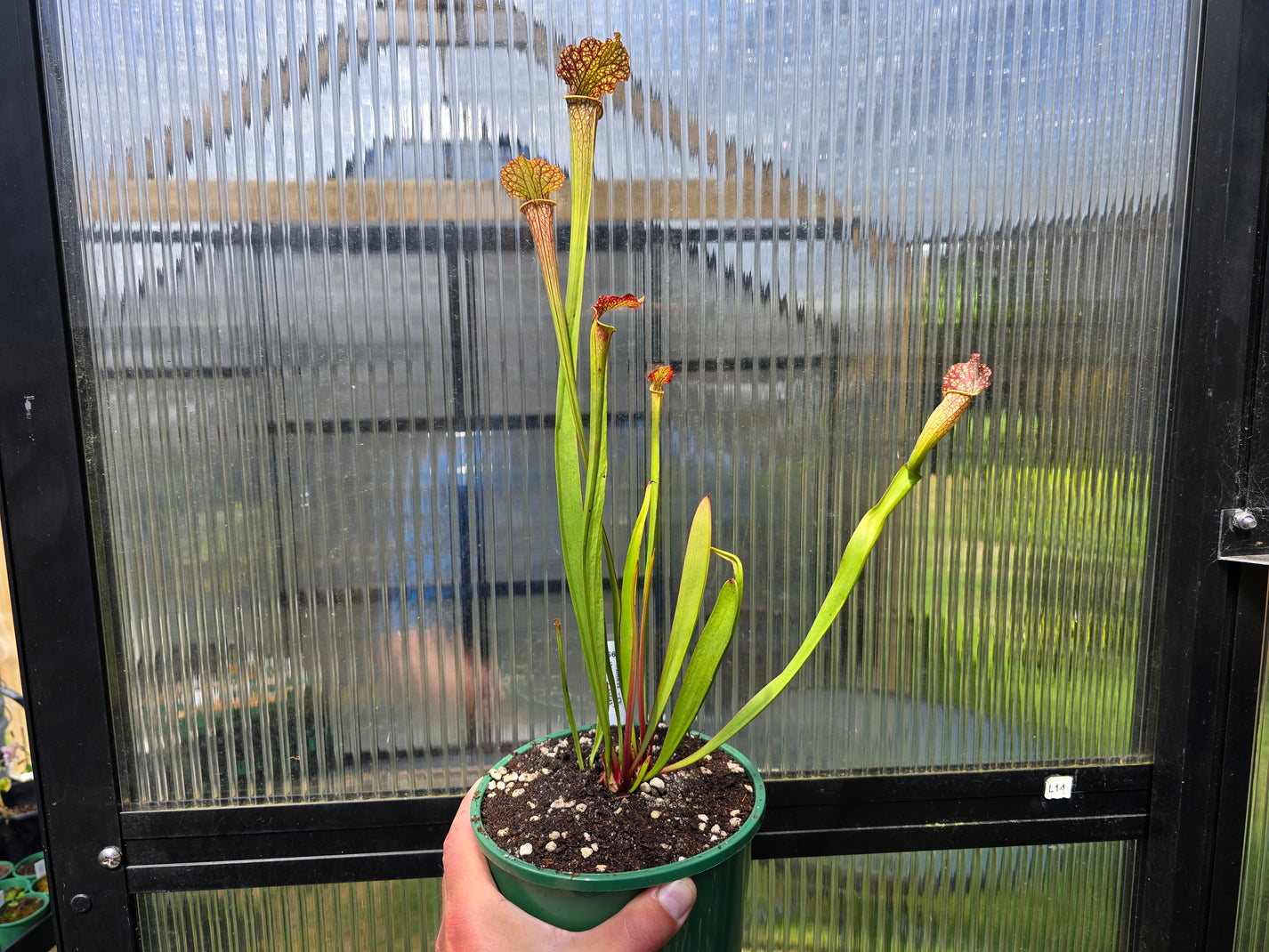 Sarracenia 'Moorei' - cv. 'Ngaire Gray' - Moore's American Pitcher Pla ...