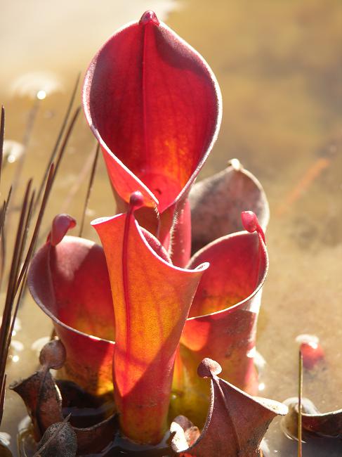 Heliamphora minor - BE-3250 - Lesser Sun Pitcher – Shop Of Little Horrors