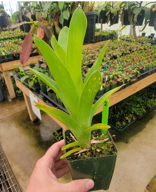 Brocchinia reducta - Carnivorous Bromeliad – Shop Of Little Horrors