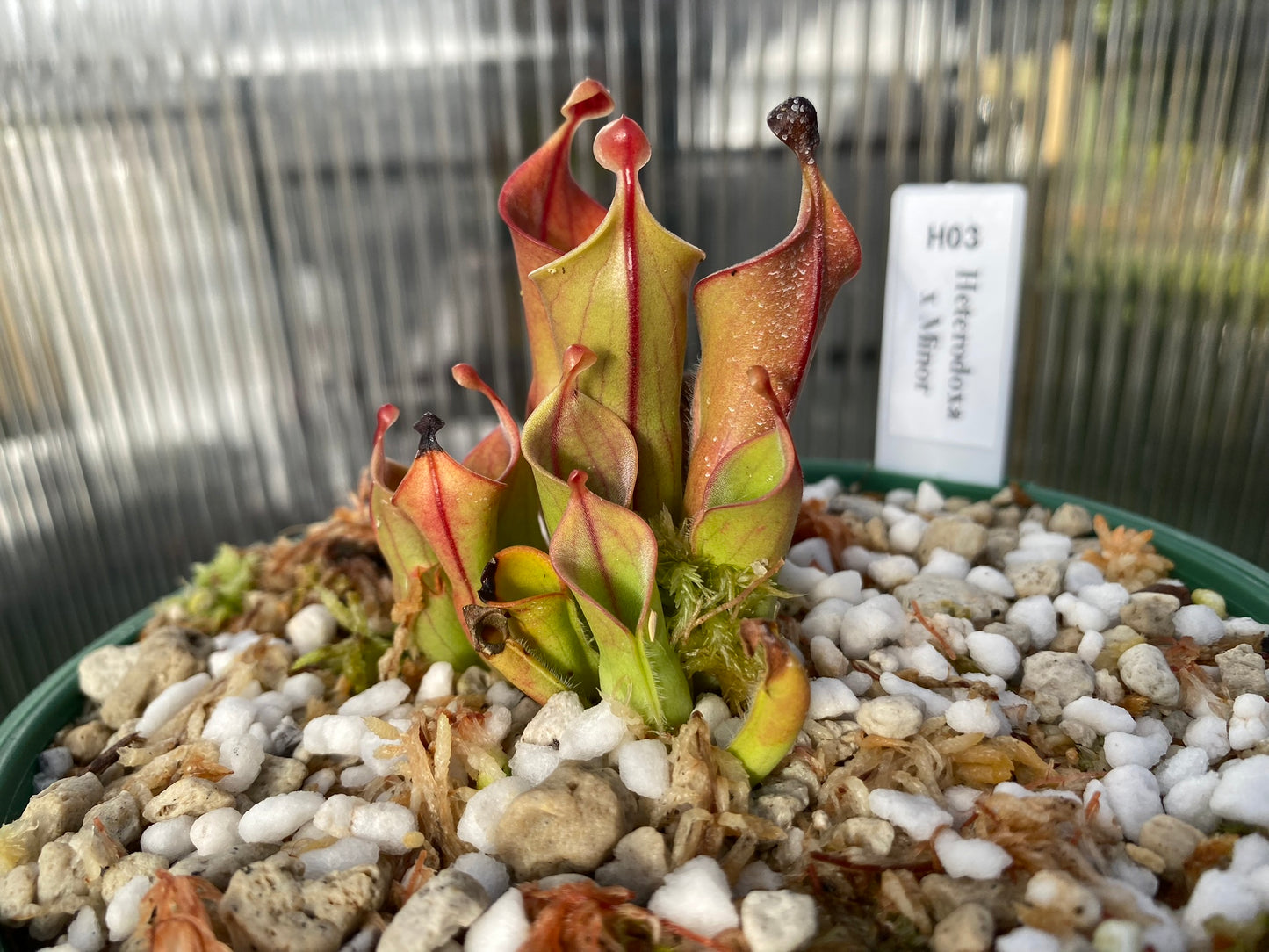 Heliamphora heterodoxa x minor - Sun Pitcher – Shop Of Little Horrors