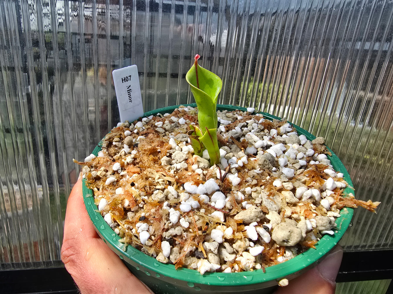 Heliamphora minor - BE-3250 - Lesser Sun Pitcher – Shop Of Little Horrors