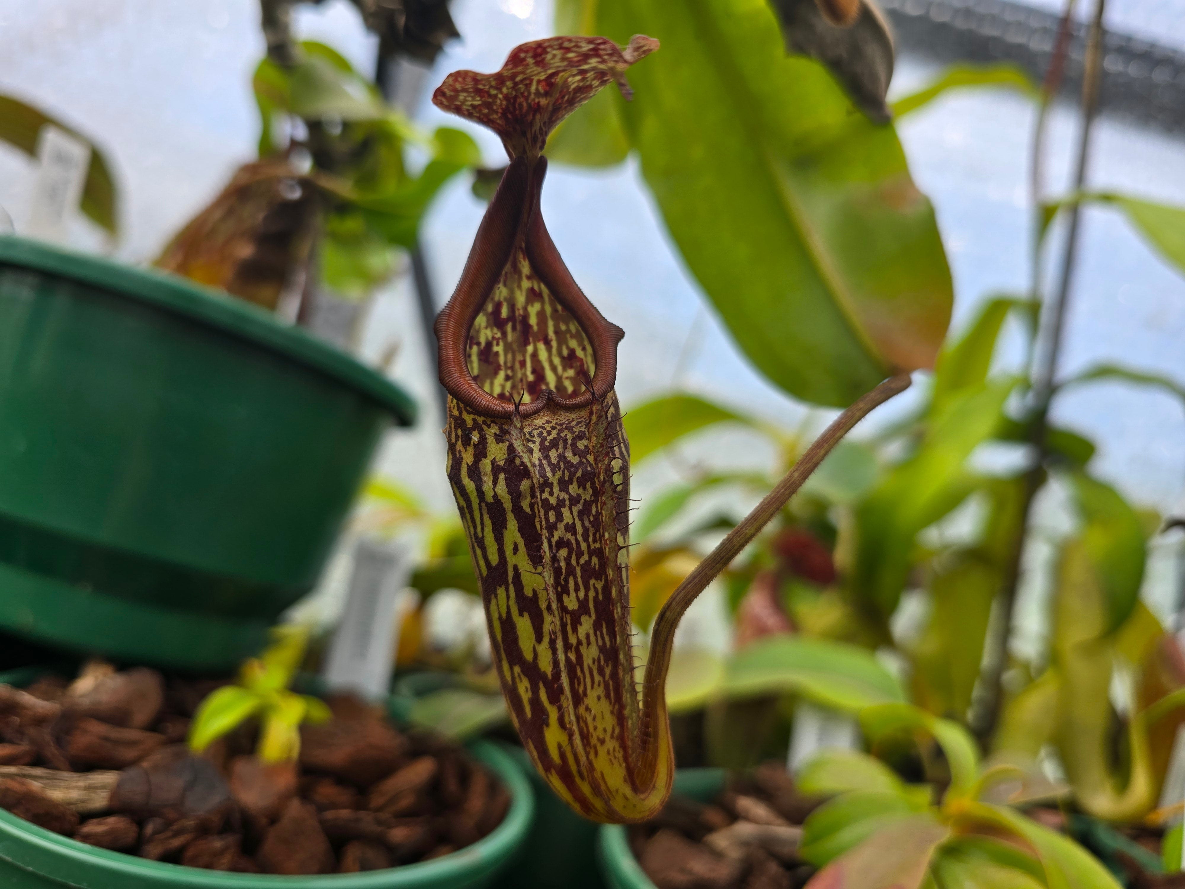 Nepenthes maxima (Female) - Intermediate Tropical Pitcher Plant – Shop ...