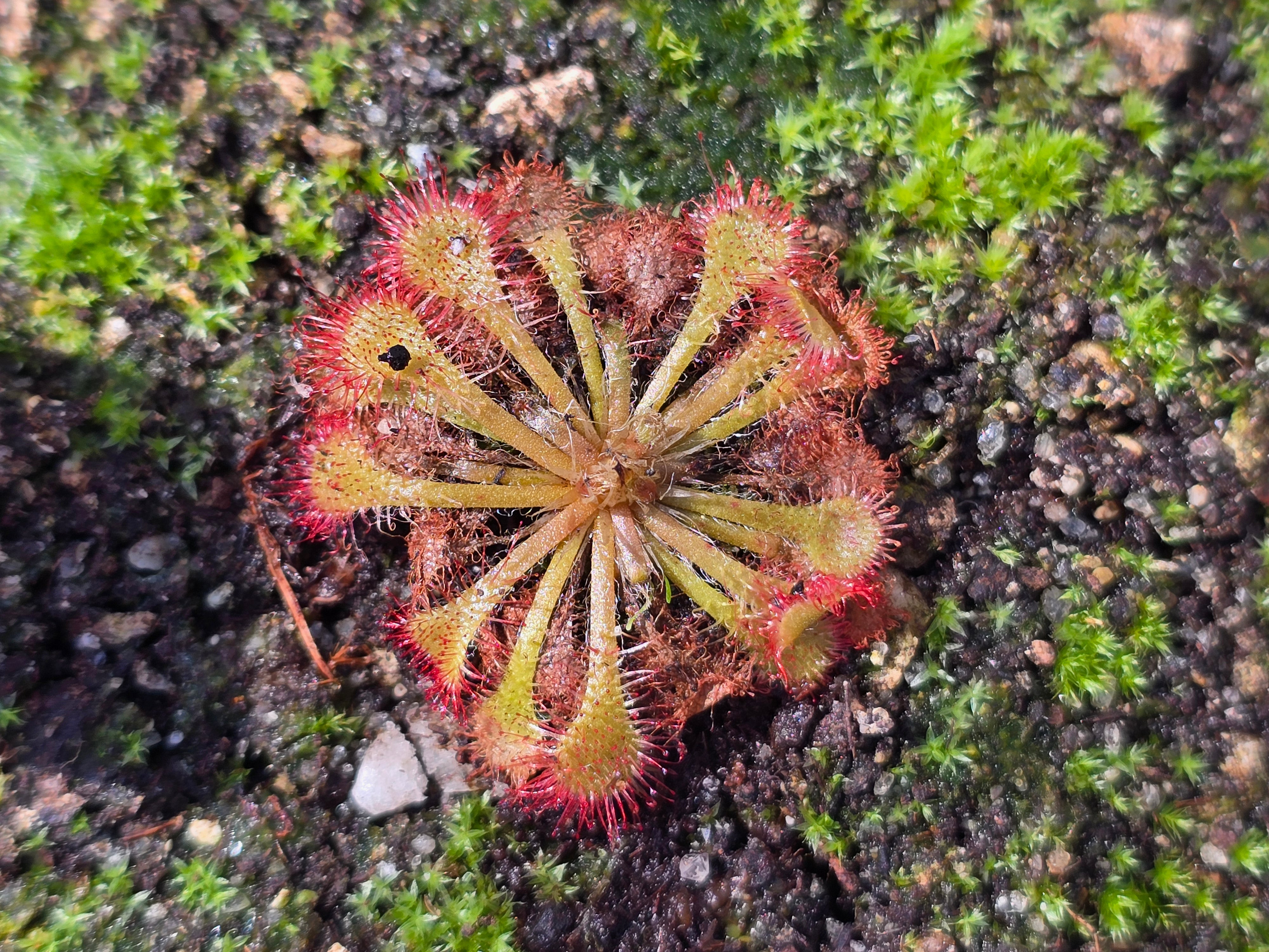 Drosera capillaris - The Pink Sundew – Shop Of Little Horrors