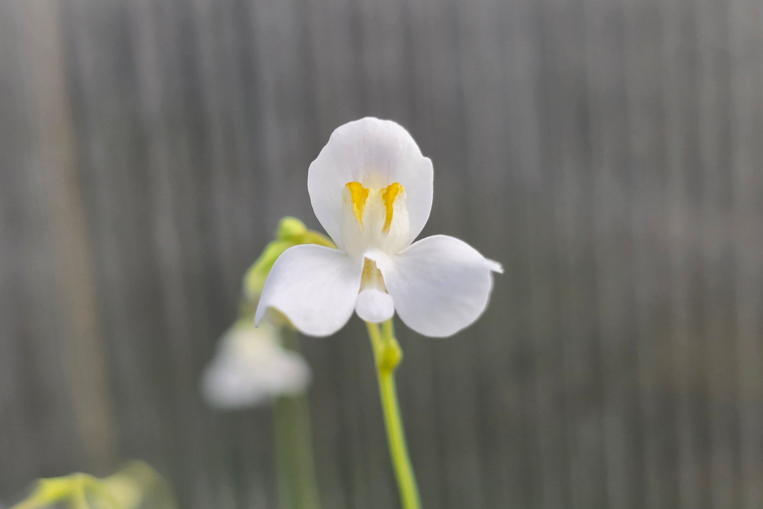 Utricularia nephrophylla - Tropical Bladderwort – Shop Of Little Horrors