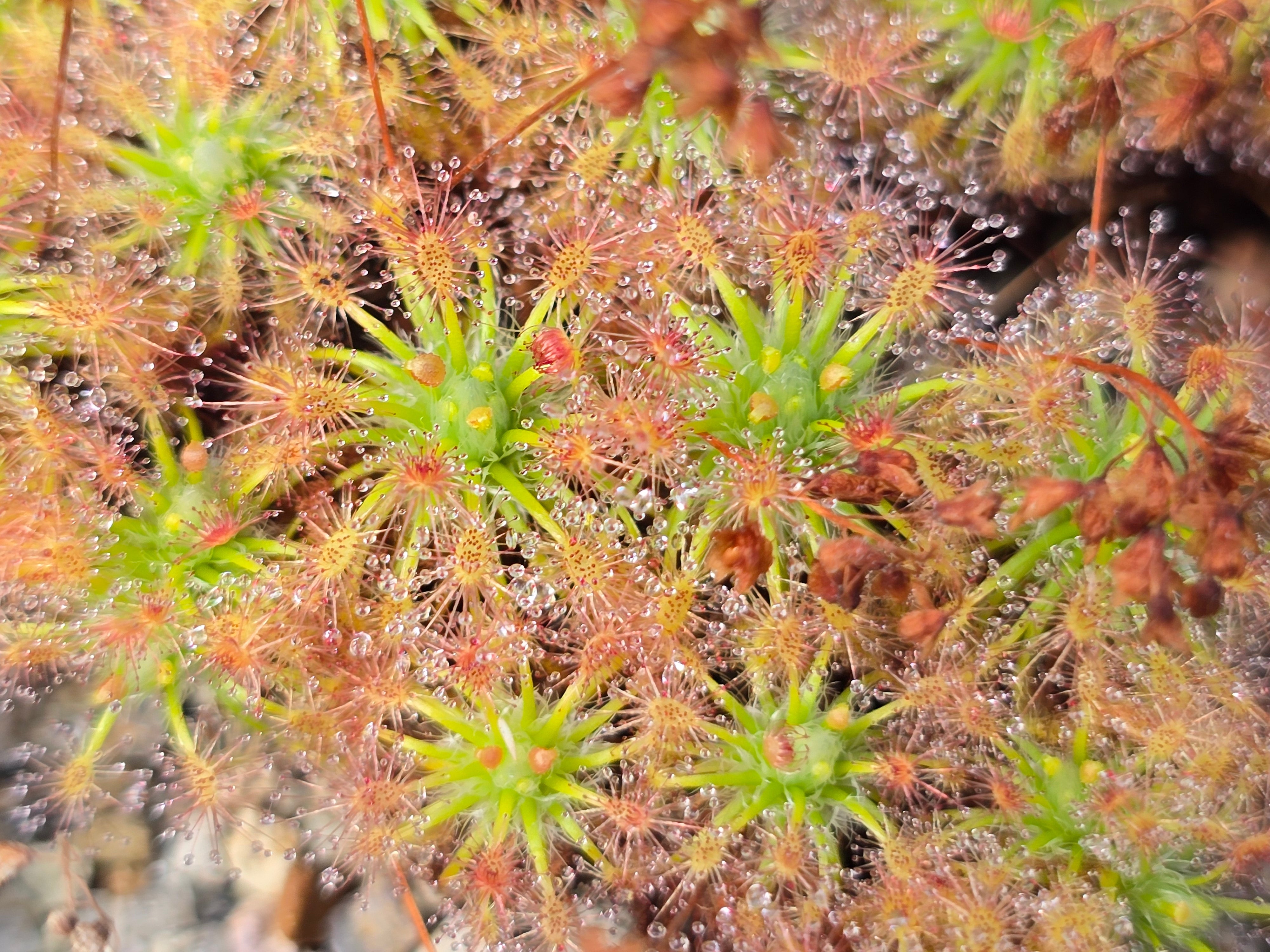 Drosera enodes - Pygmy Sundew – Shop Of Little Horrors