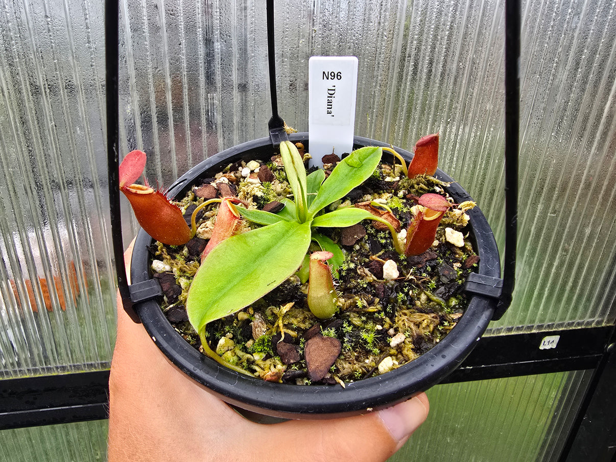 Nepenthes 'Diana' - BE-3492 - Intermediate Tropical Pitcher Plant ...