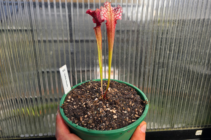 Sarracenia 'Judith Hindle' - American Pitcher Plant – Shop Of Little ...