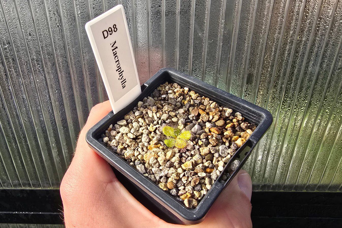 Drosera macrophylla - Tuberous Sundew – Shop Of Little Horrors
